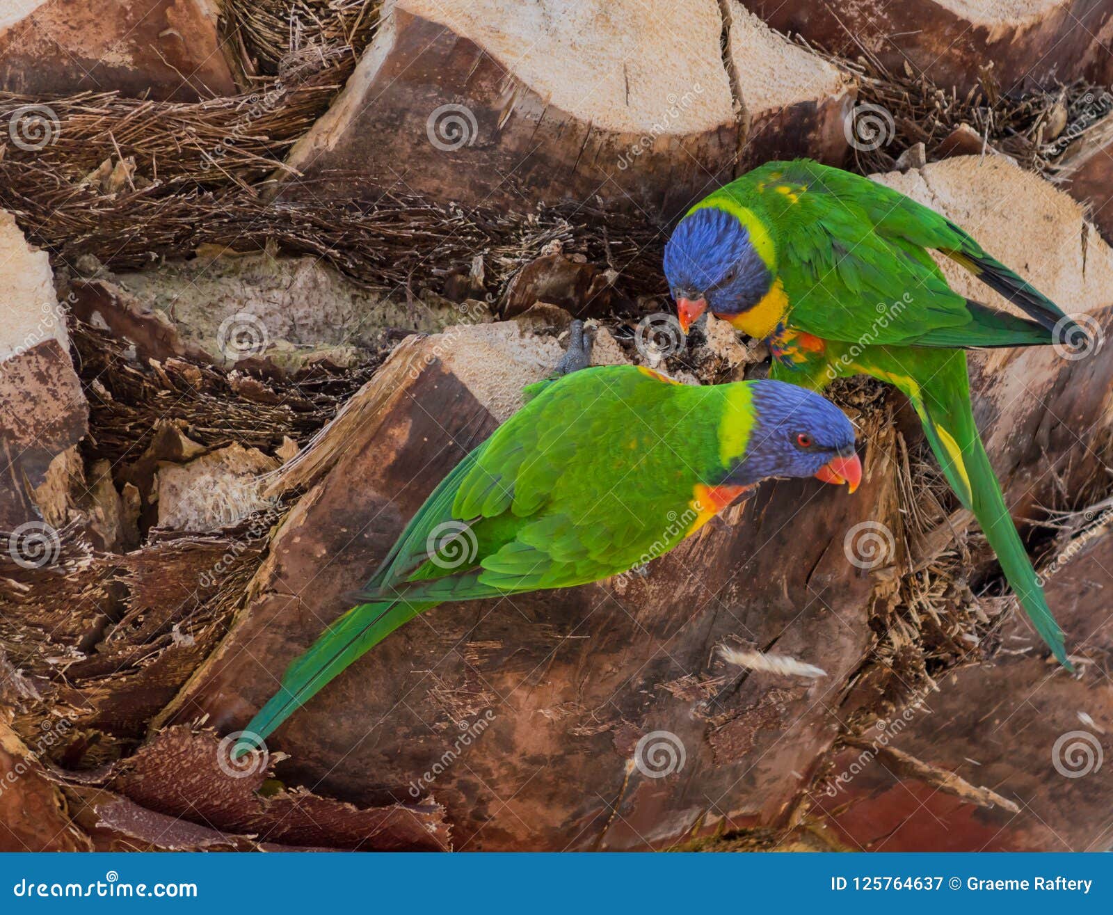 Nesting Lorikeets stock image. Image of nesting, south - 125764637