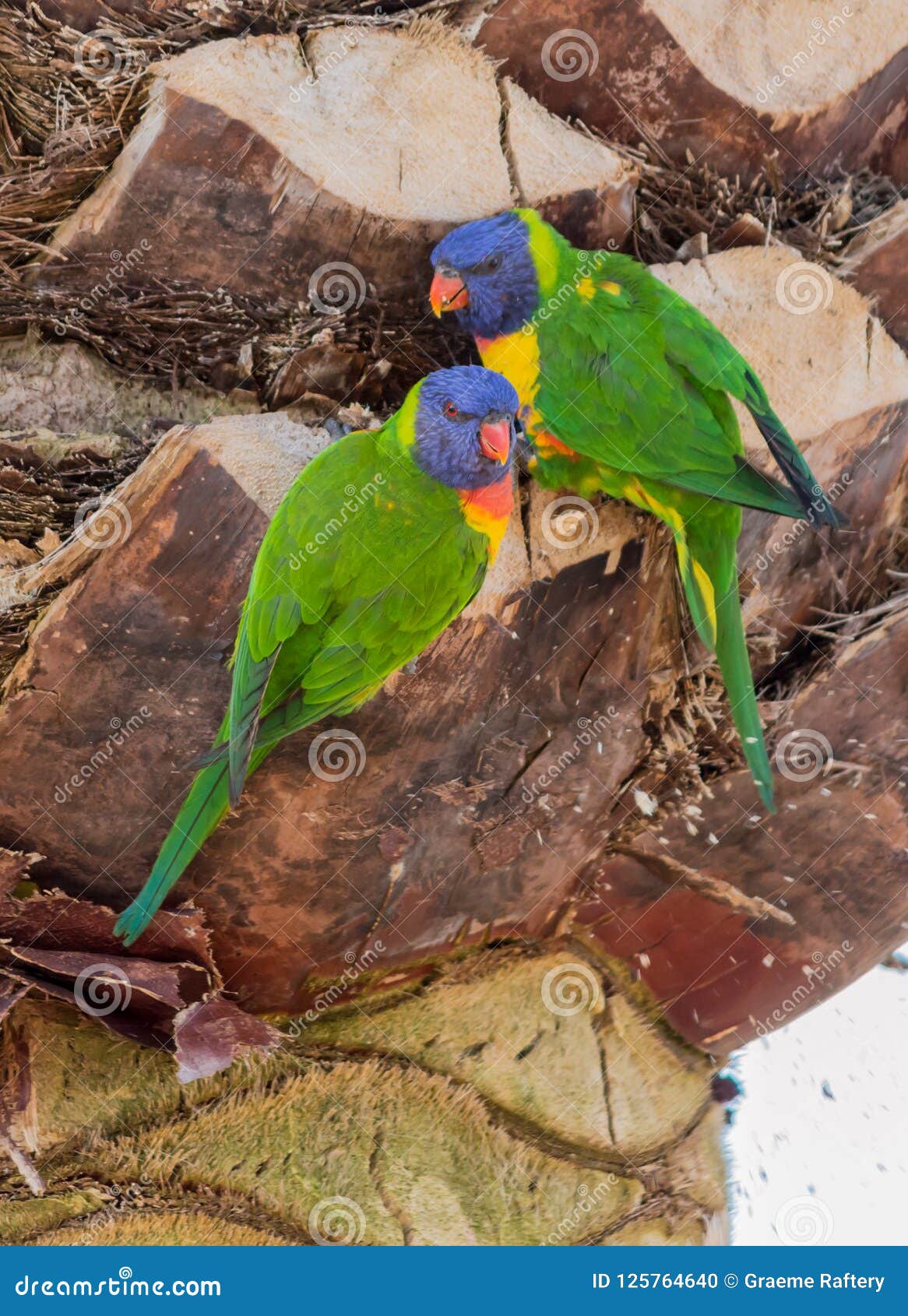 Nesting Lorikeets stock photo. Image of perch, preparing - 125764640
