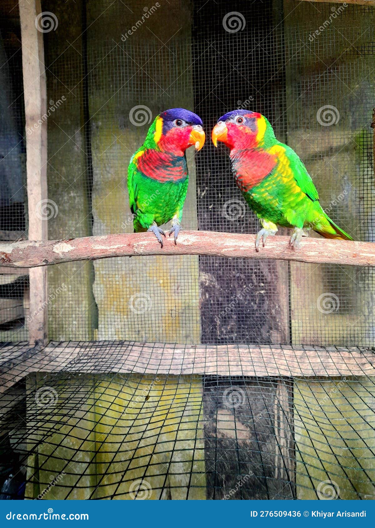 A Pair of Rainbow Parrots are Chatting with Each Other Stock Photo ...