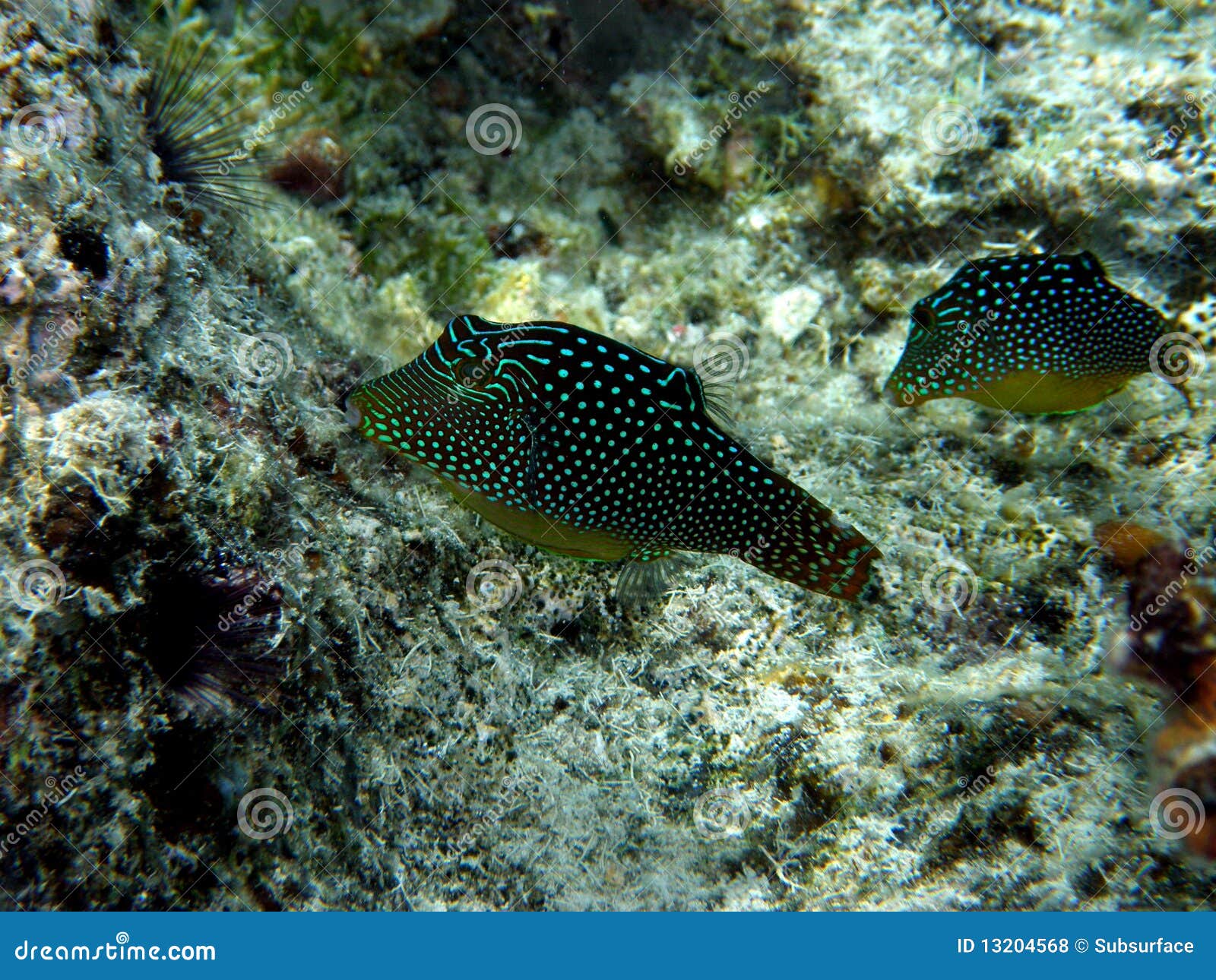 Pair of Rare Honeycomb Toby Puffer Fish Stock Photo - Image of diving ...