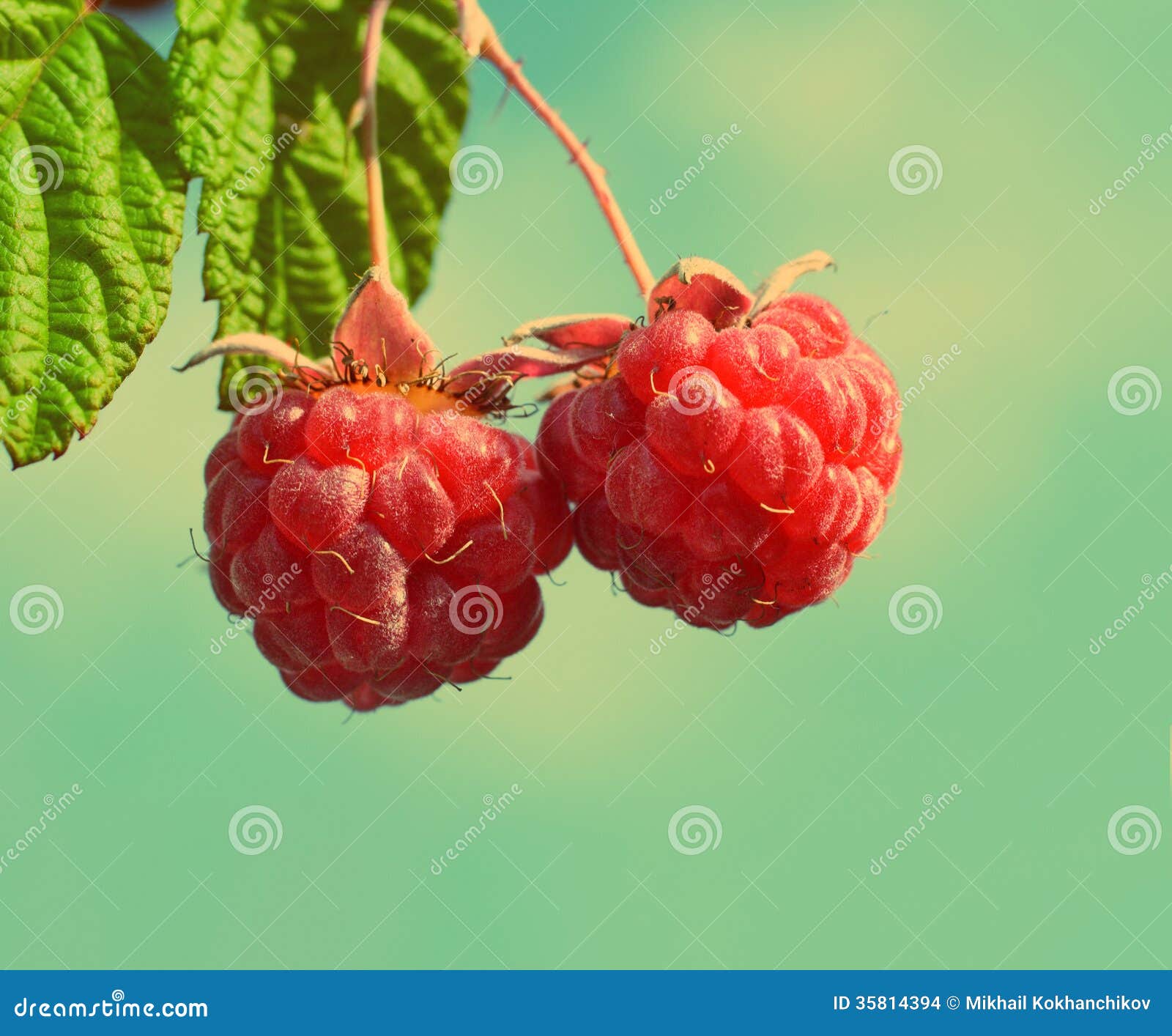 Pair of Raspberry - Vintage Retro Style Stock Photo - Image of branch ...