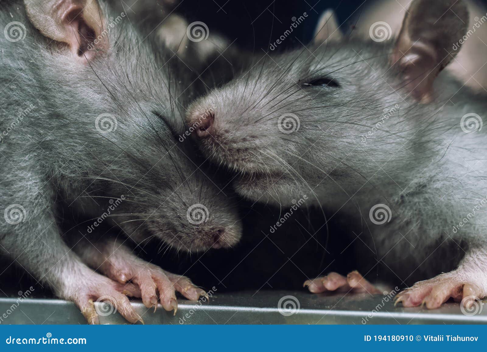 Two cute sleepy gray mice stock photo. Image of small - 194180910