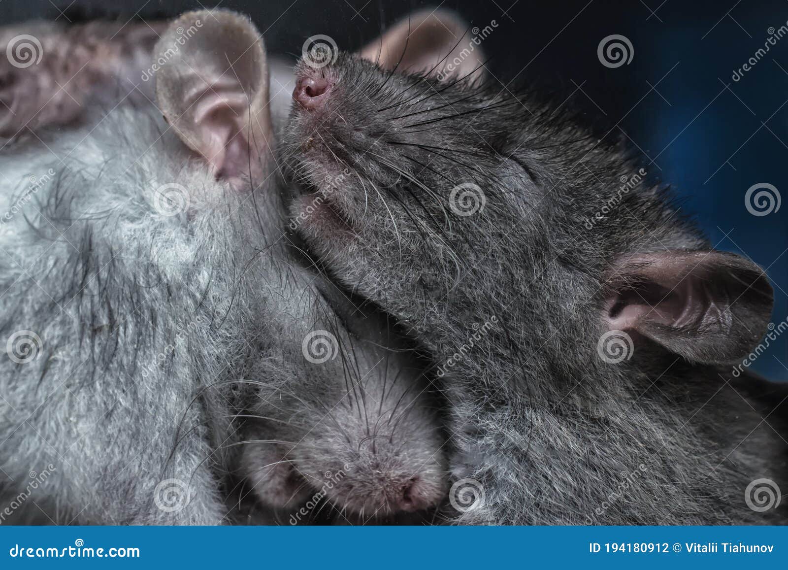 3,462 Gray Mice Photos - Free & Royalty-Free Stock Photos from Dreamstime