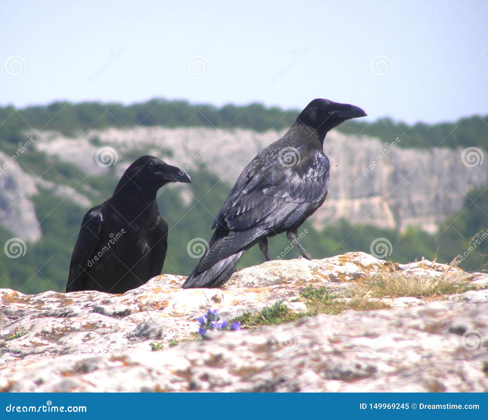 A Pair of Ravens on a Mountain Peak in the Rays of the Sun Stock Image ...