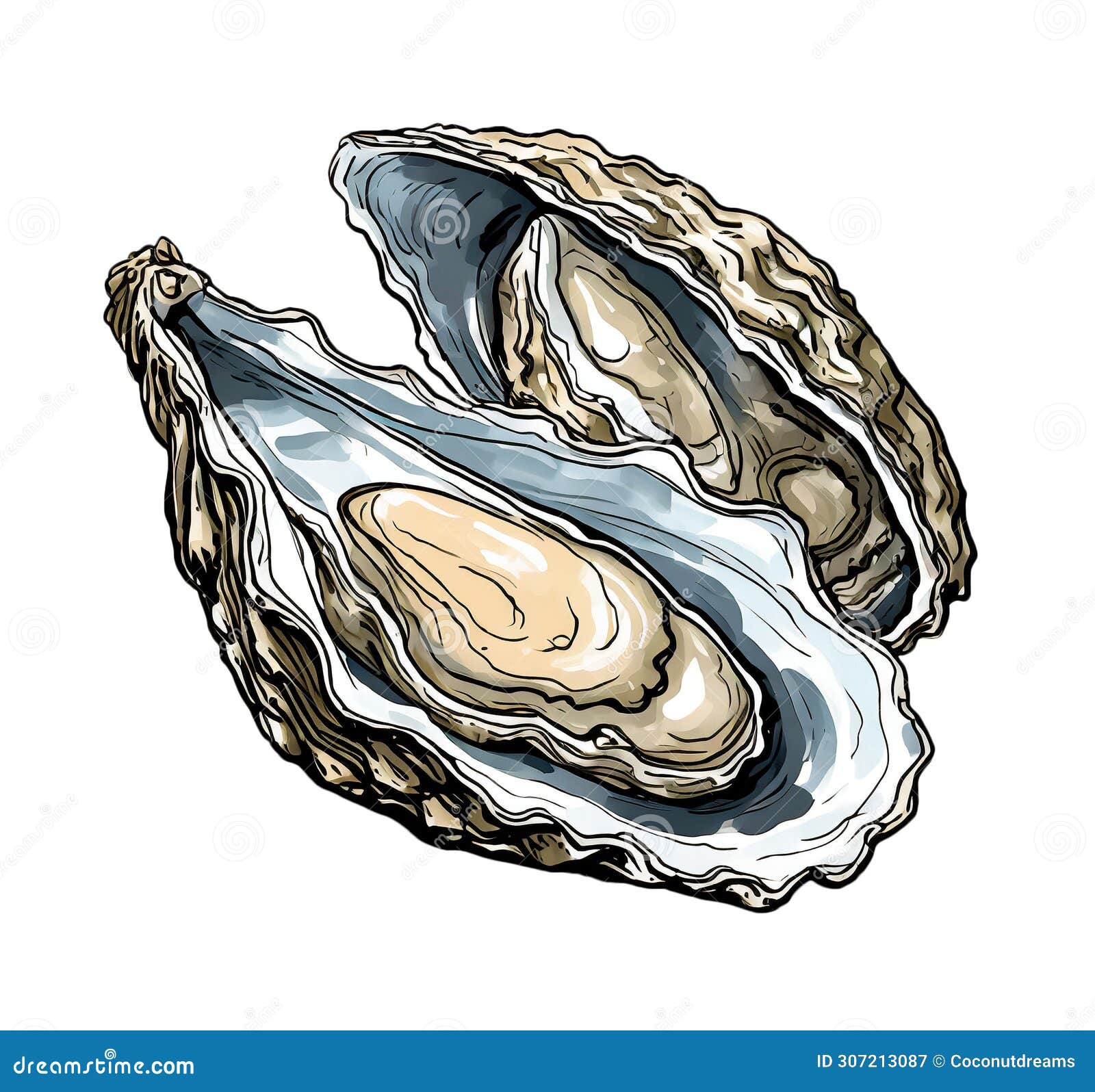 Pair of Raw Half Shell Oysters Isolated on Transparent Background, PNG ...