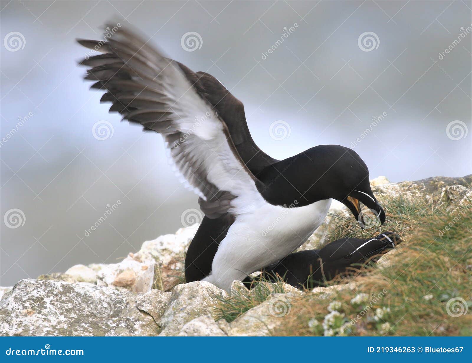 A Pair of Razorbills Mating on Cliff Edge Stock Image - Image of ...