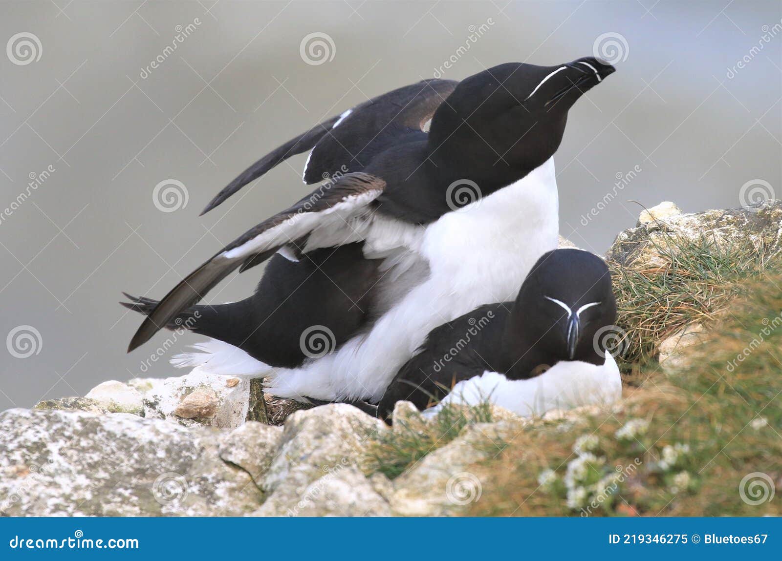A Pair of Razorbills Mating on Cliff Edge Stock Image - Image of ...
