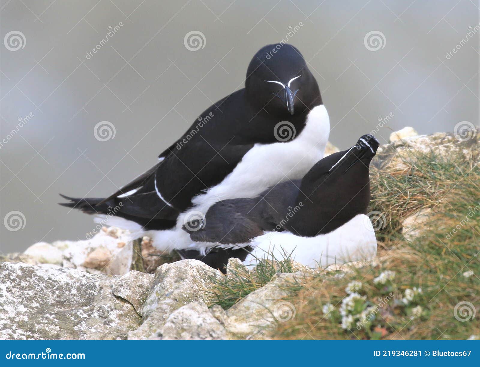 A Pair of Razorbills Mating on Cliff Edge Stock Image - Image of cliff ...