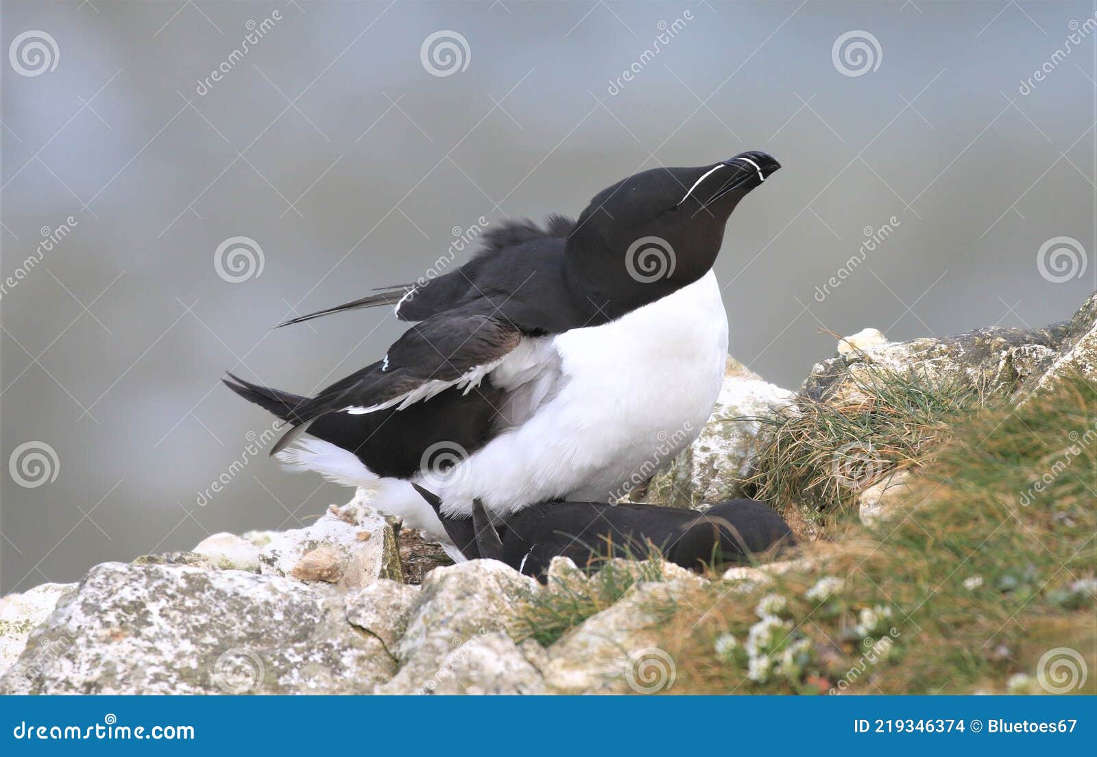 A Pair of Razorbills Mating on Cliff Edge Stock Photo - Image of bird ...