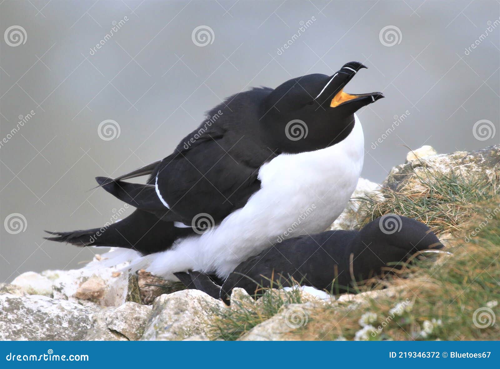 A Pair of Razorbills Mating on Cliff Edge Stock Photo - Image of coast ...