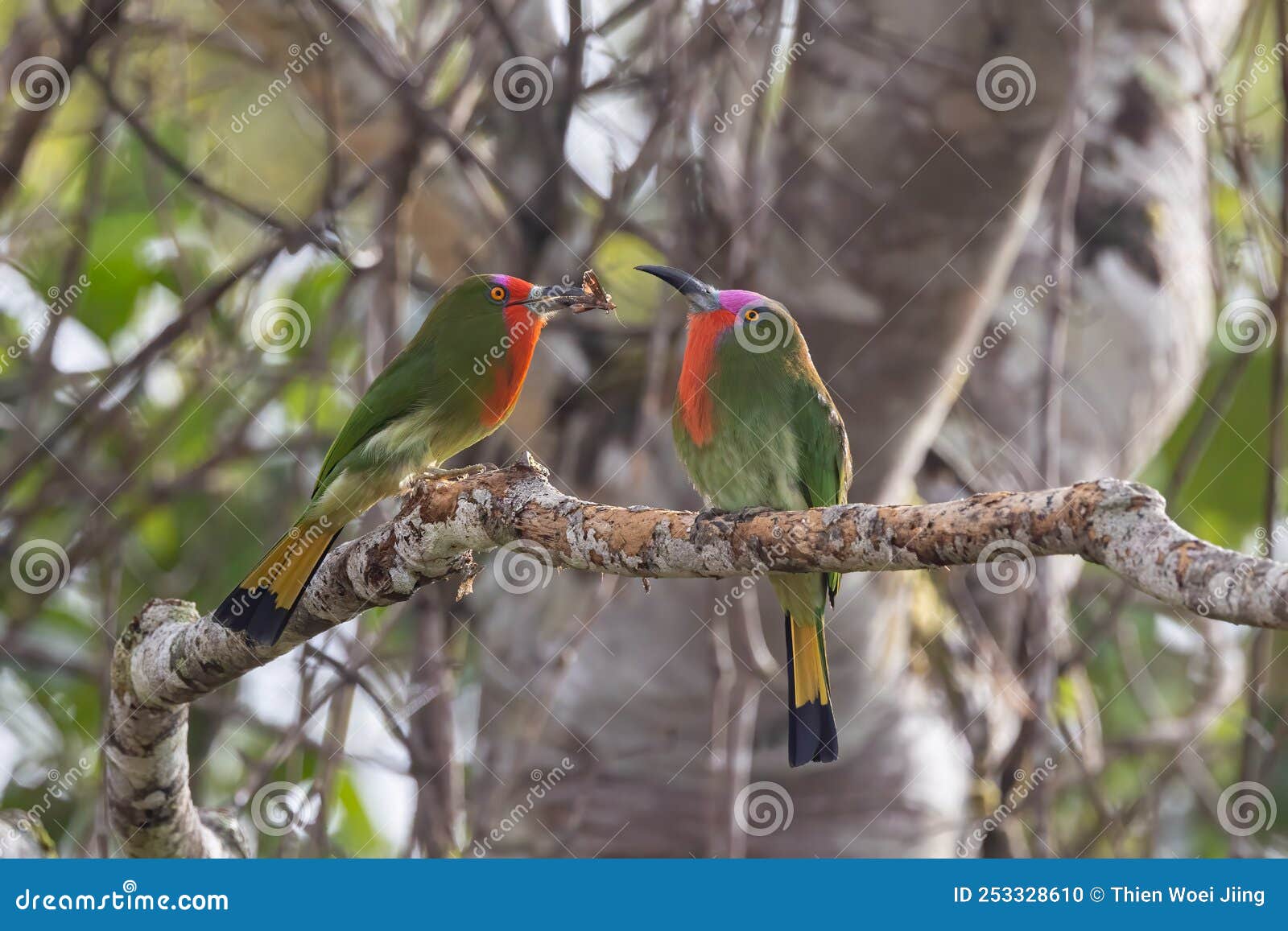 A Pair of Red-bearded Bee-eater Bird on Tree Branch in Sabah, Borneo ...