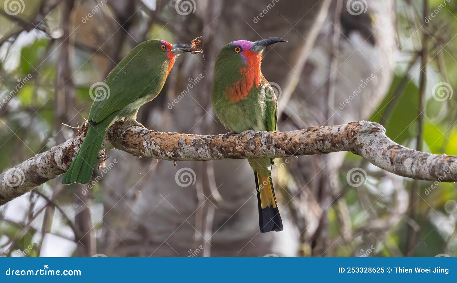 A Pair of Red-bearded Bee-eater Bird on Tree Branch in Sabah, Borneo ...