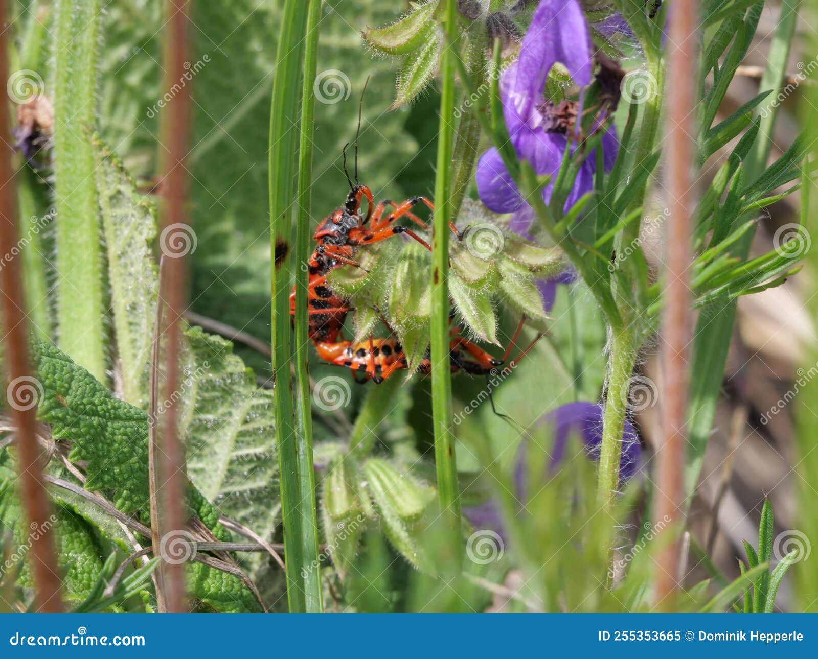 A Pair of Red Common Fire Bugs Pyrrhocoris Apterus Mating Stock Image ...