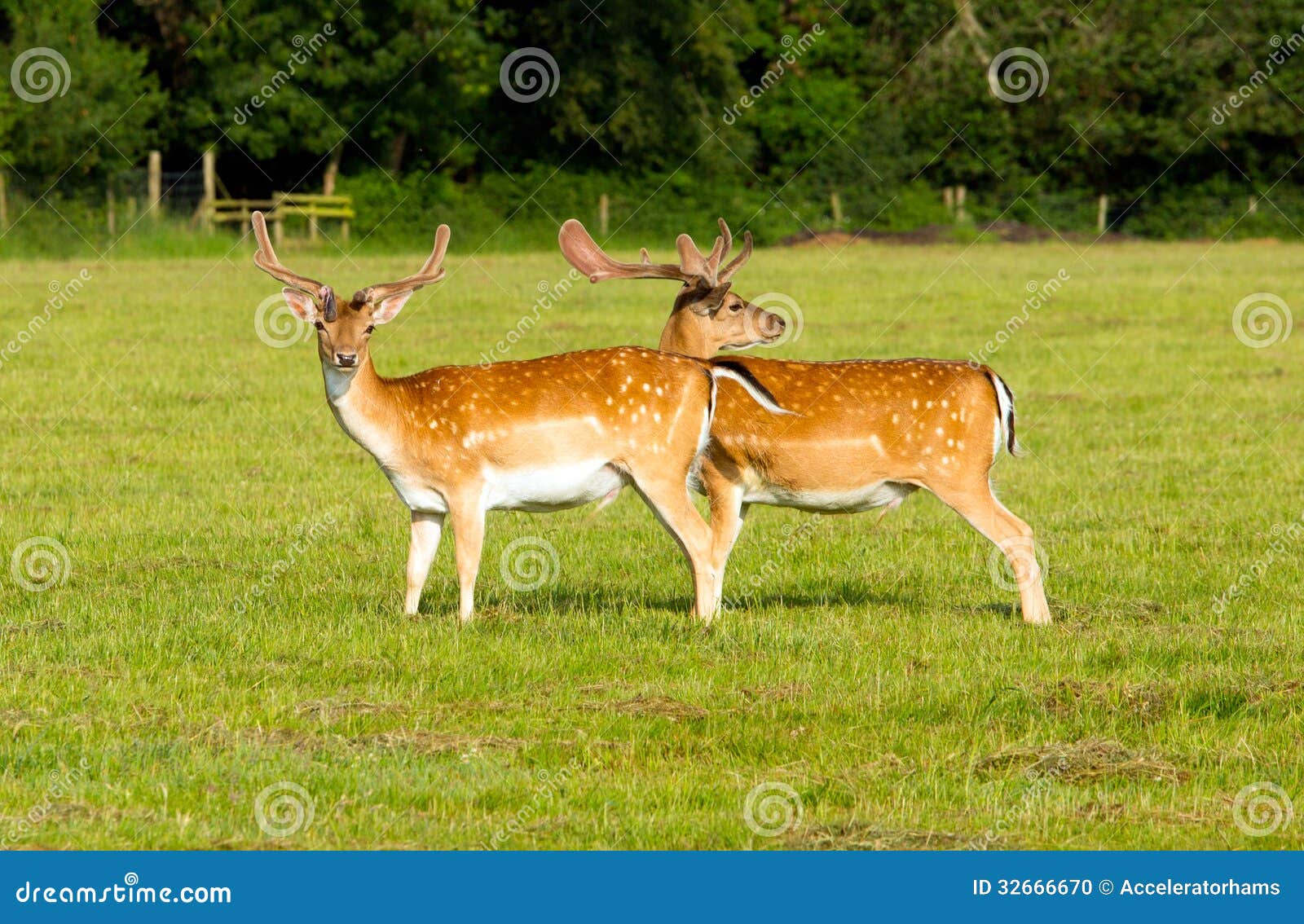 Pair of red deer stock photo. Image of grassland, country - 32666670