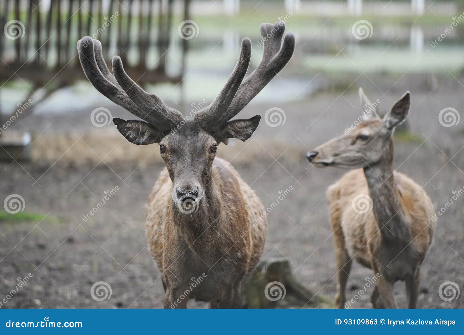 Pair of Red Deer stags stock image. Image of horn, reserve - 93109863