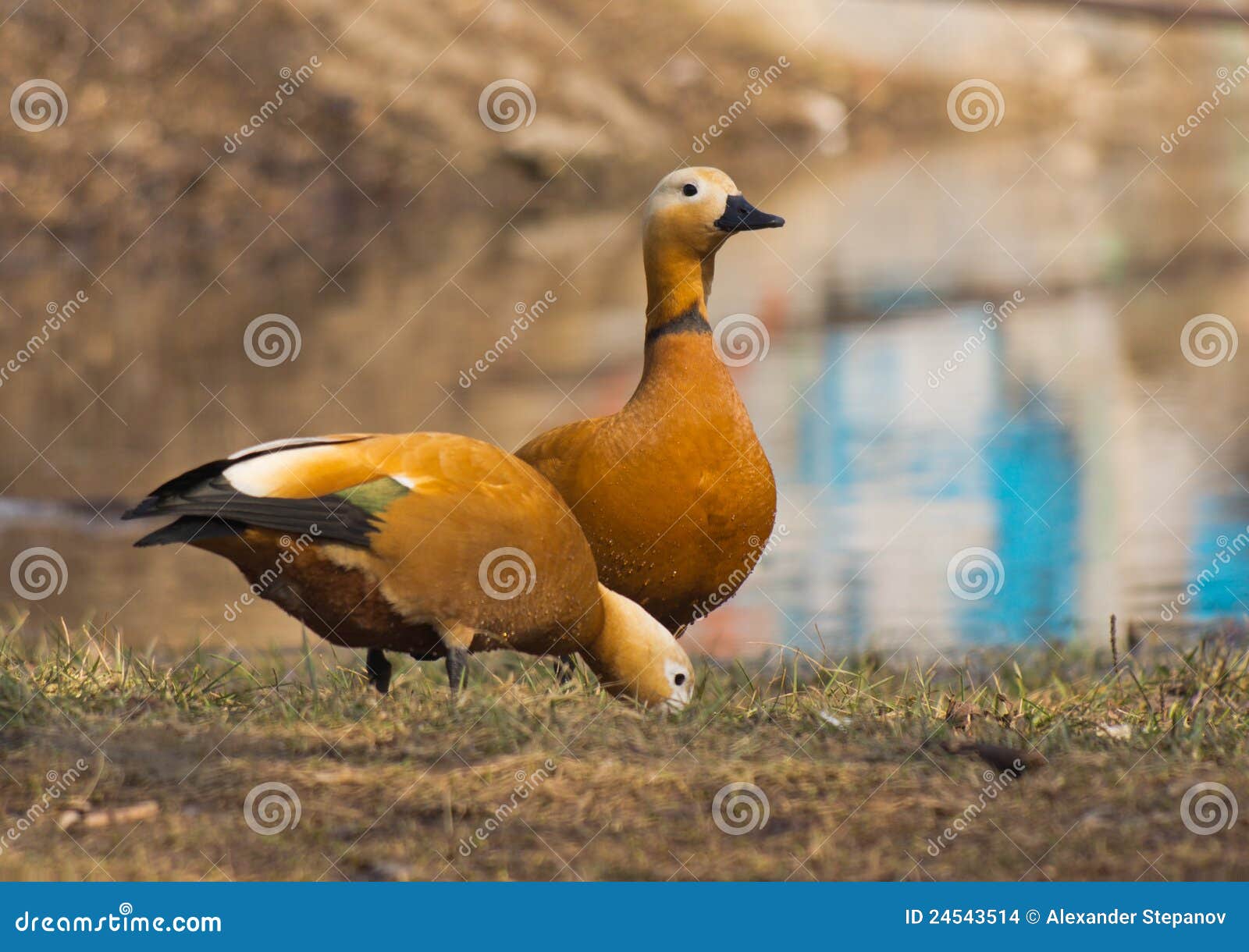 Pair of red ducks. stock photo. Image of contemplation - 24543514