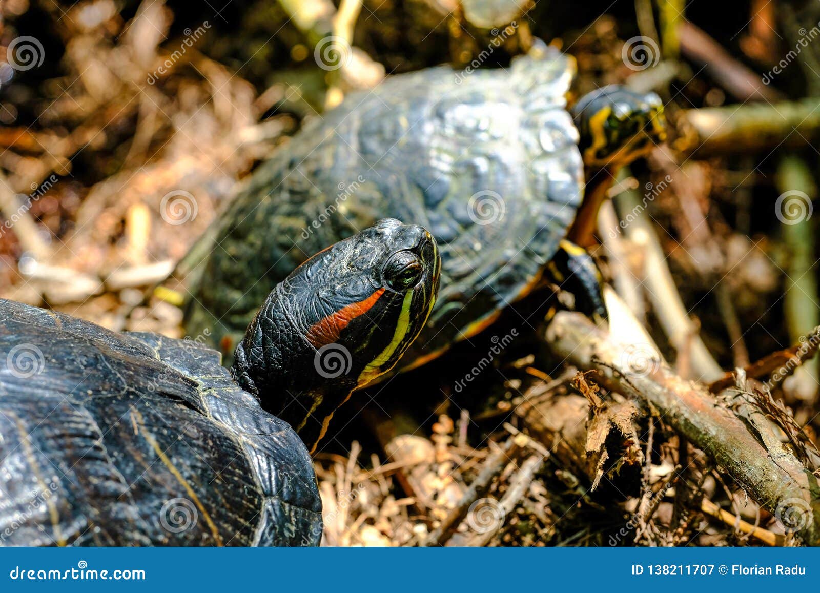 Red-eared sliders stock image. Image of striped, pets - 138211707