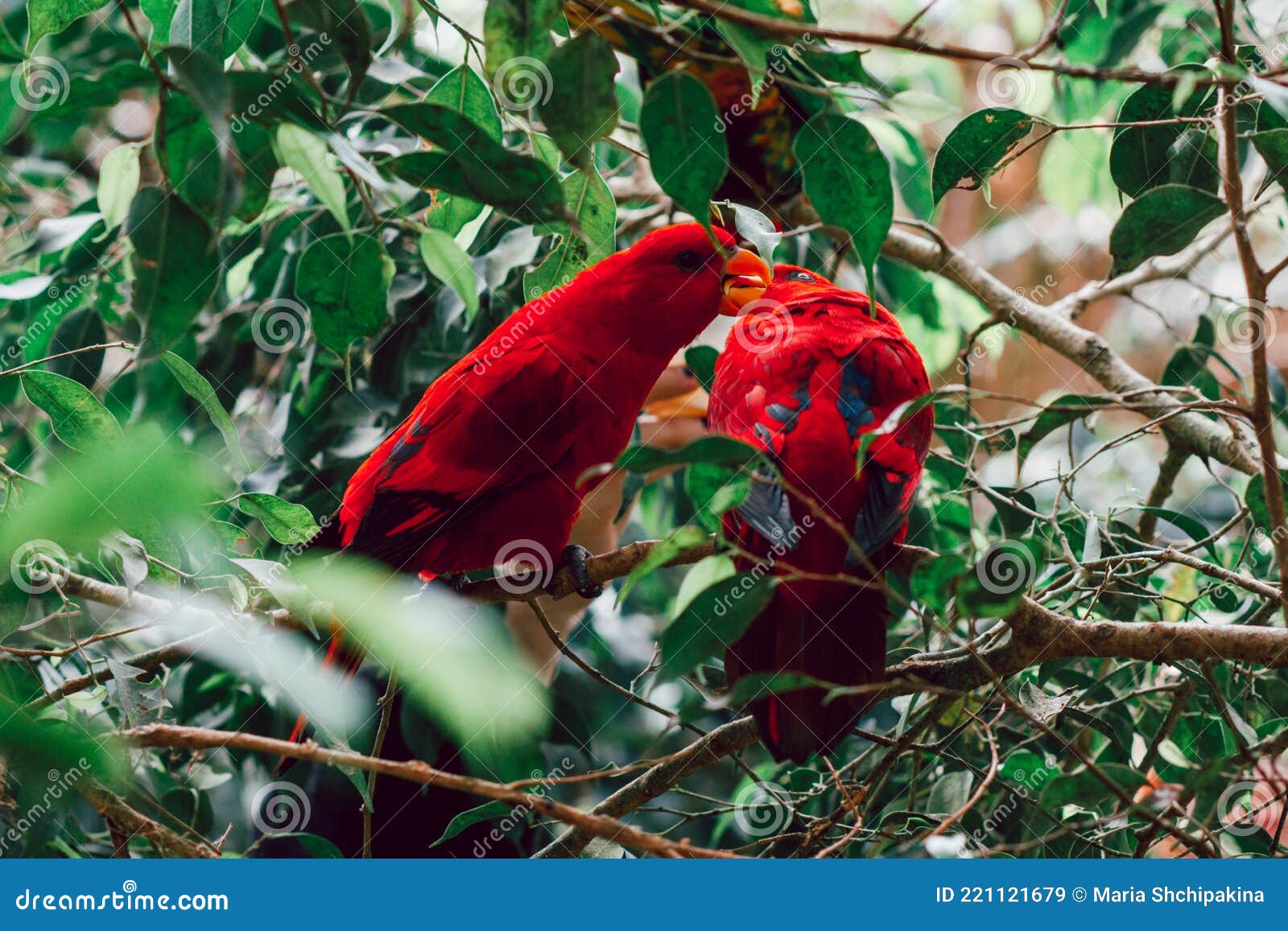 Pair of Red Eclectus Parrots Portrait Closeup on a Tree Stock Image ...