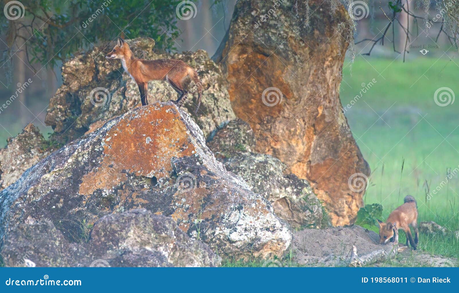 A Pair of Red Fox Scouting on Limestone Rocks Stock Image - Image of ...