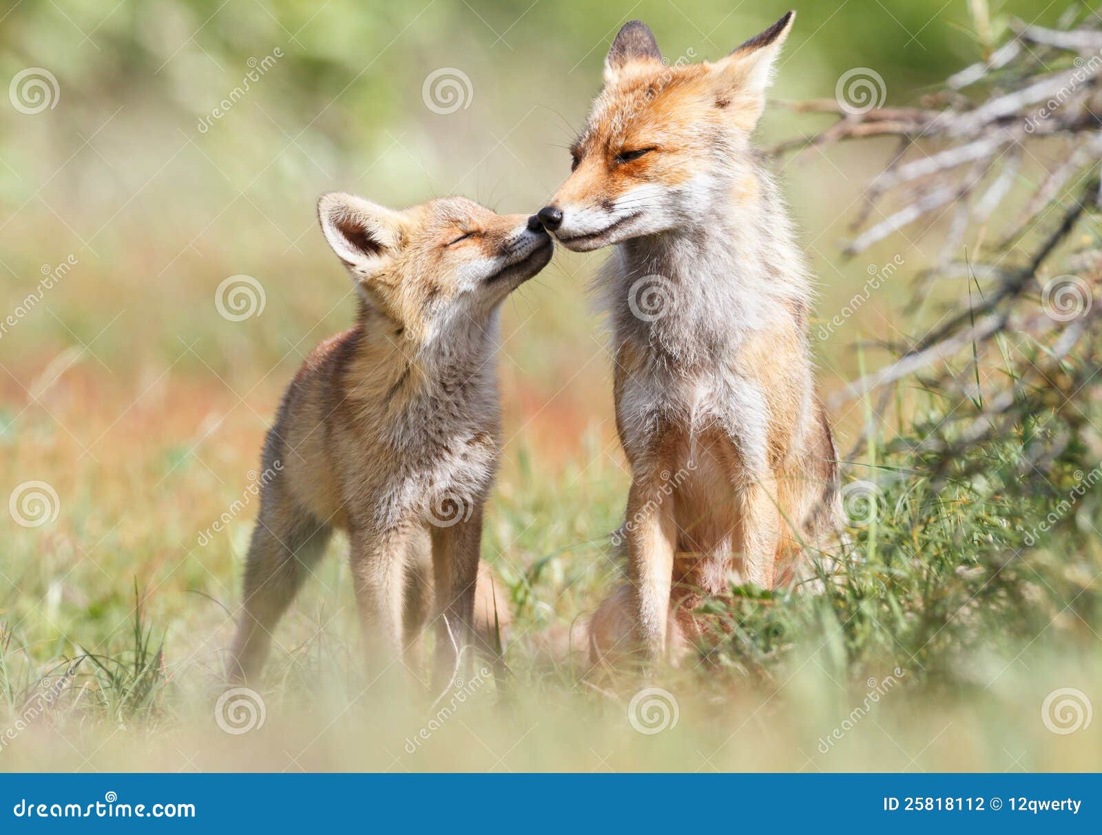 Pair of red foxes nuzzling stock photo. Image of outdoor - 25818112