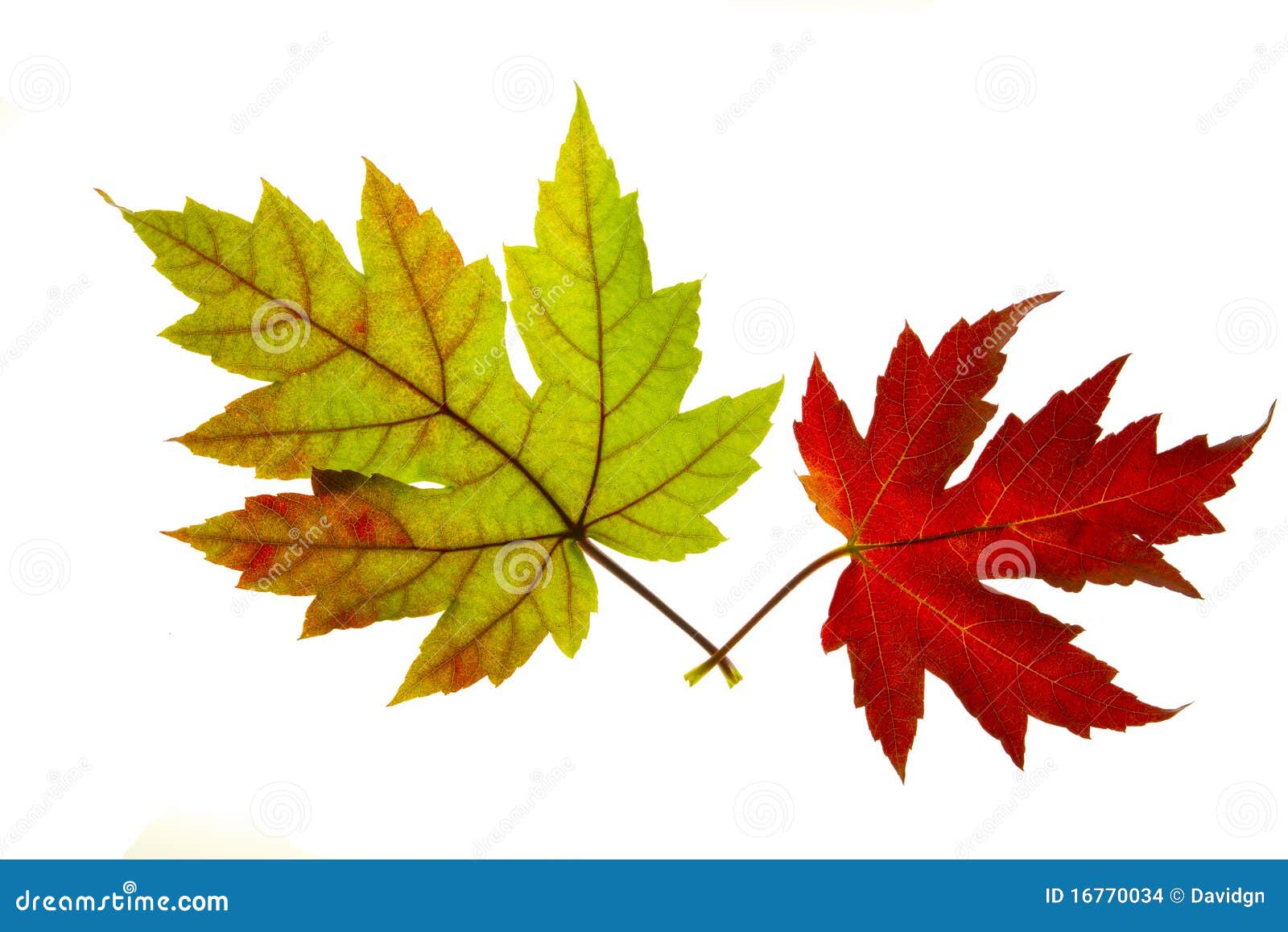 Pair of Red and Green Maple Leaves Backlit Stock Photo - Image of green ...