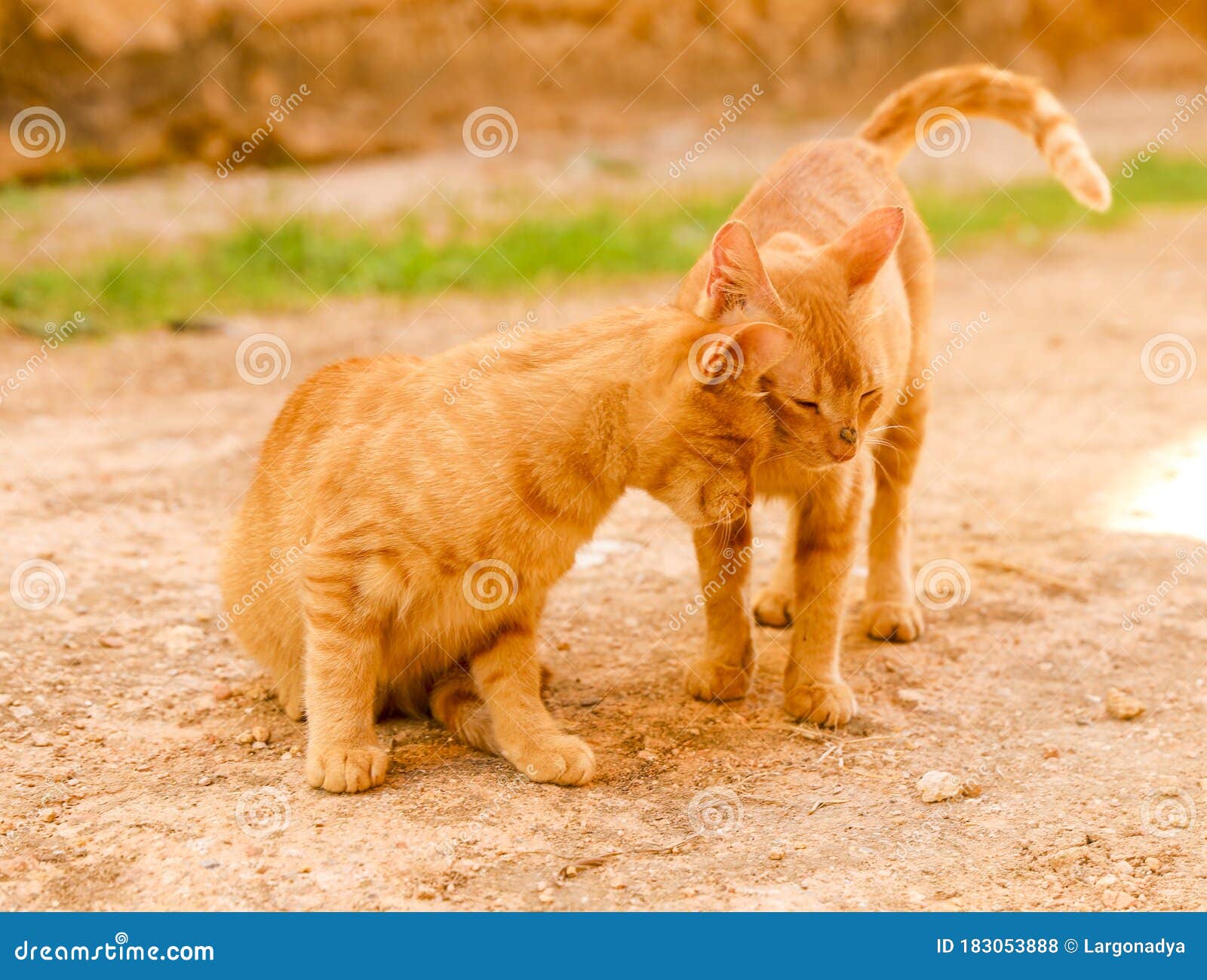 A Pair Red-haired Cats Caress Stock Photo - Image of homeless, kitty ...