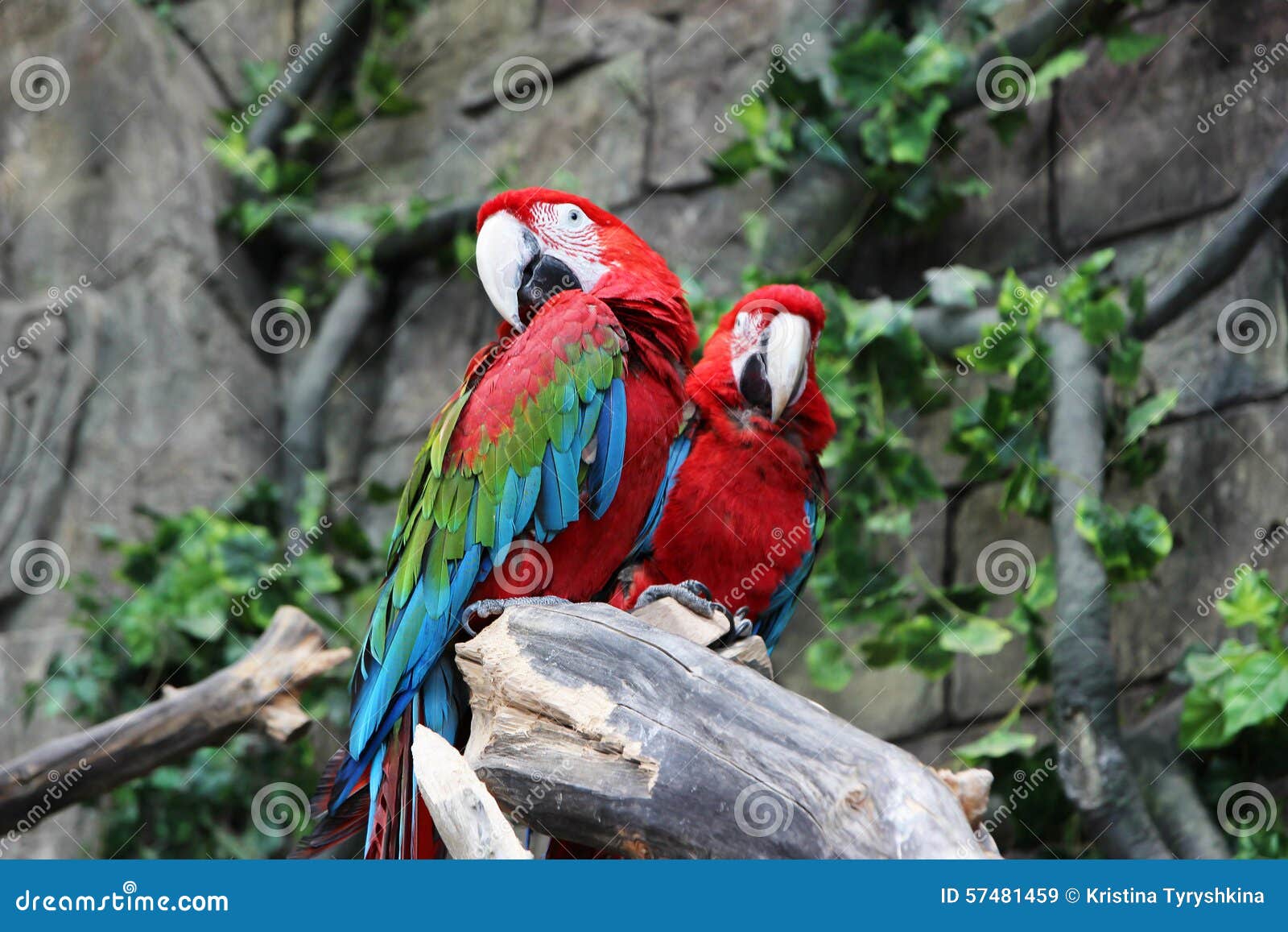 A Pair of Red Macaws Perched in Jungle Stock Image - Image of tropical ...