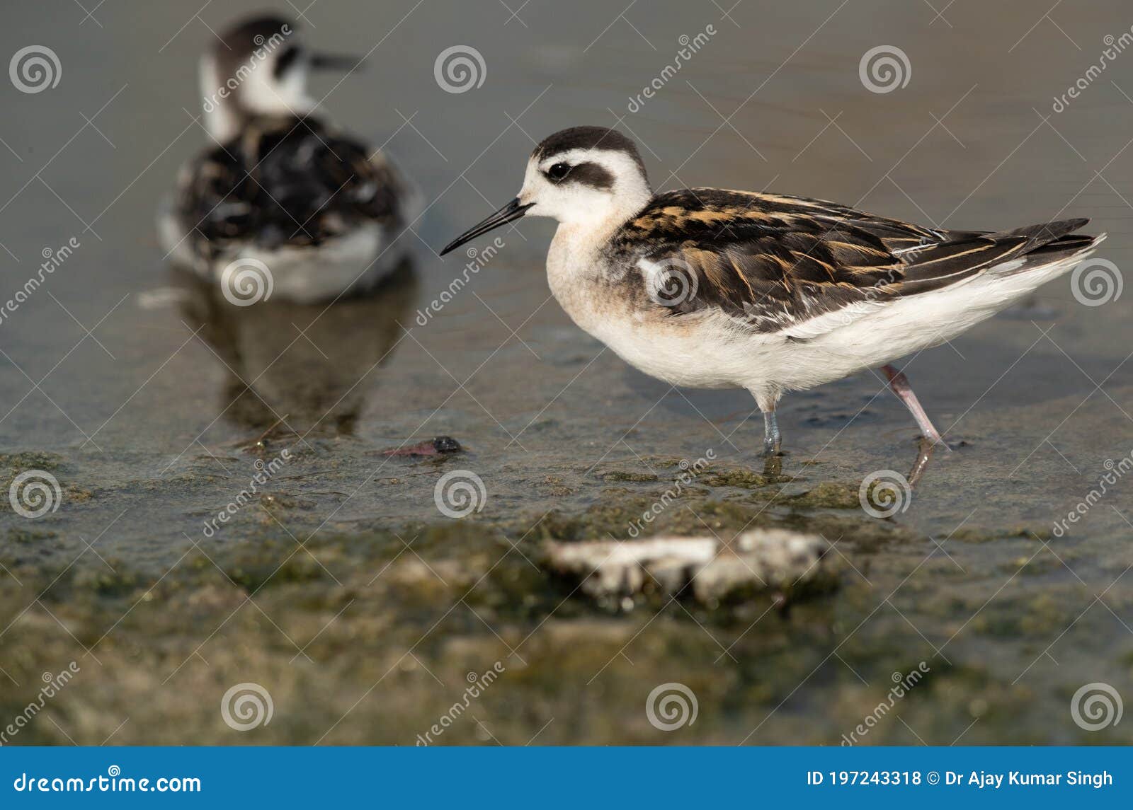 A Pair of Red-necked Phalarope at Asker Marsh, Bahrain Stock Photo ...