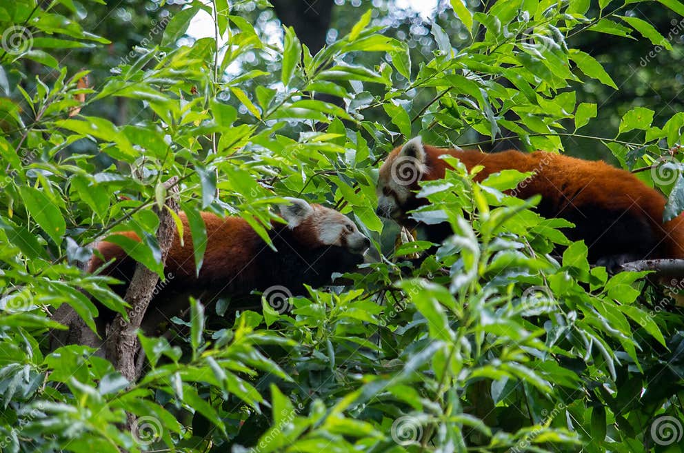 Pair of red pandas stock image. Image of mammal, climbing - 169968249