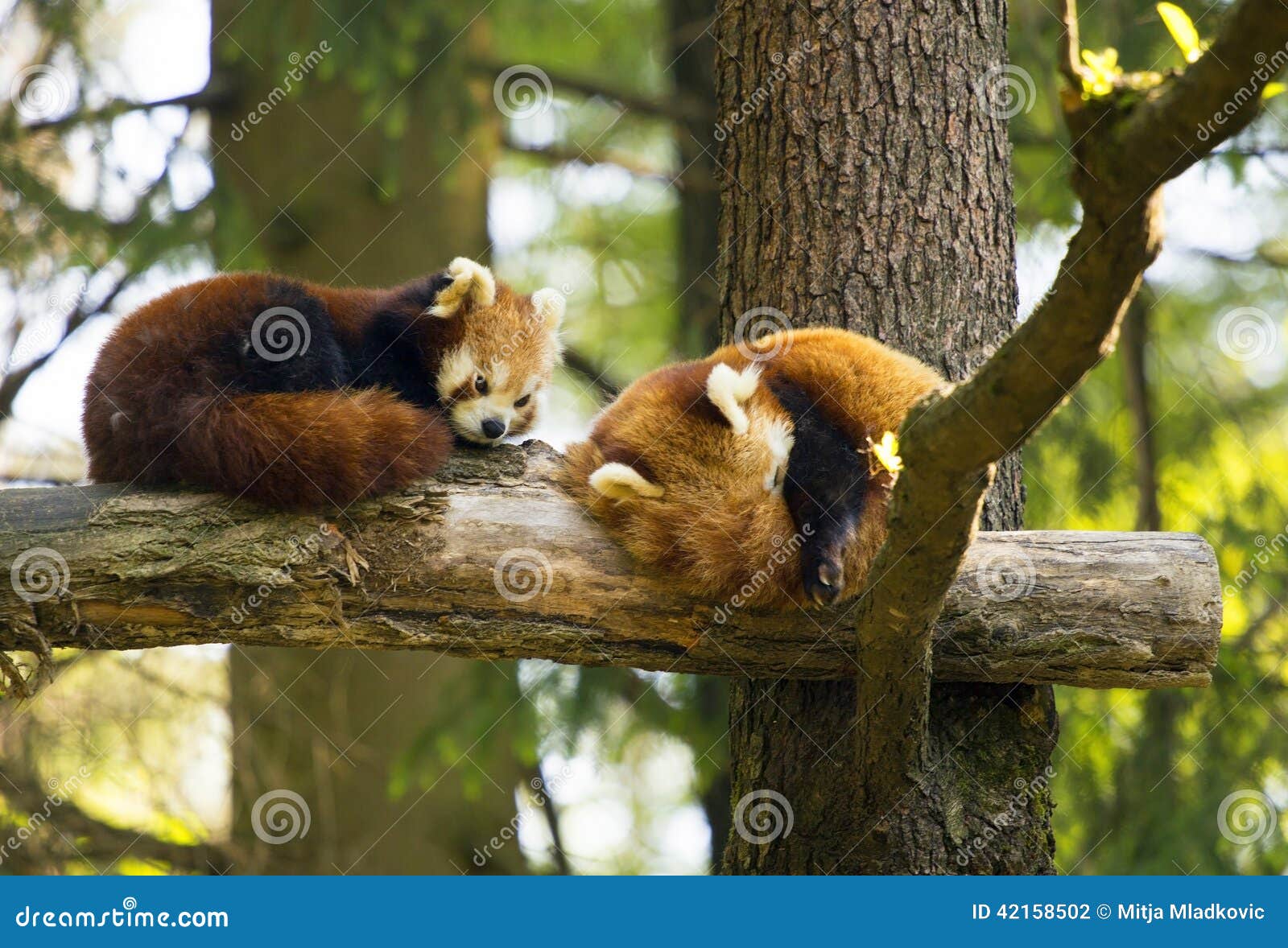 Pair of red pandas. stock photo. Image of tired, napping - 42158502