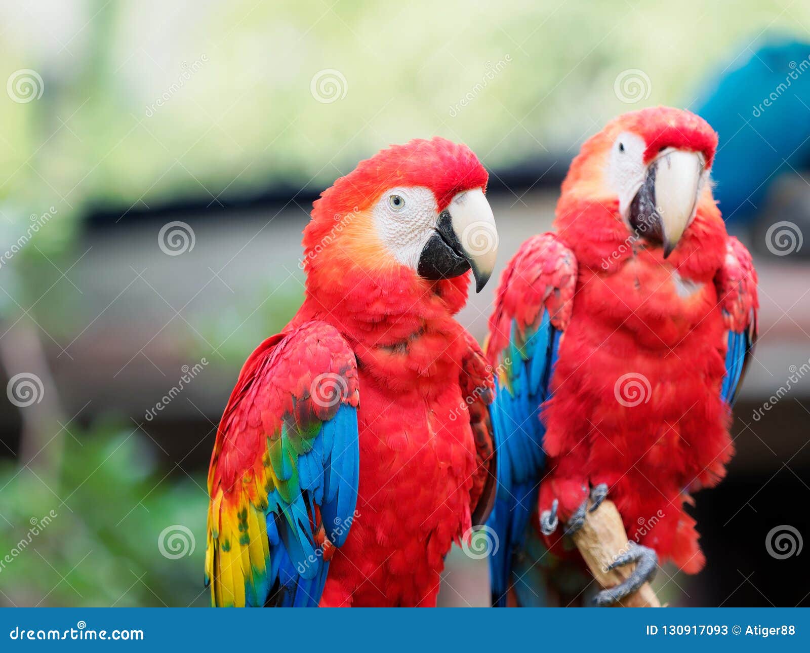 A Pair of Red Parrot Standing Together, Looking at Camera. Stock Image ...