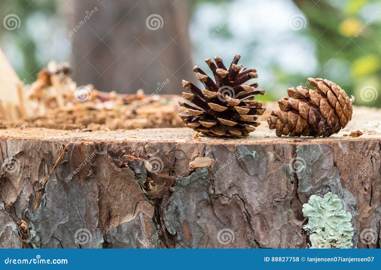 Pair of red pine cones stock photo. Image of pair, tree - 88827758