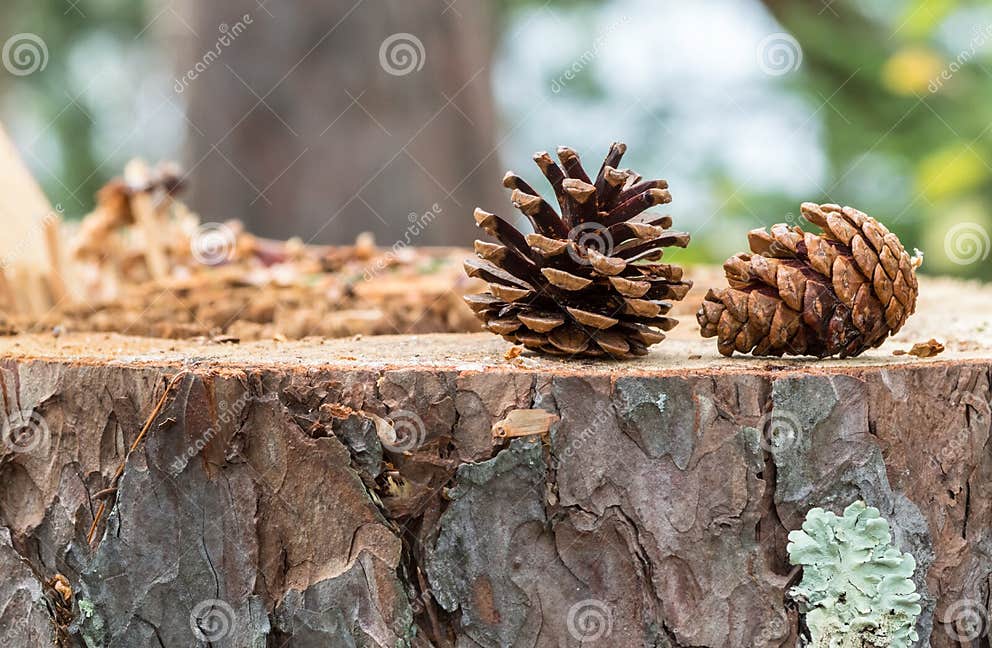 Pair of red pine cones stock photo. Image of pair, tree - 88827758