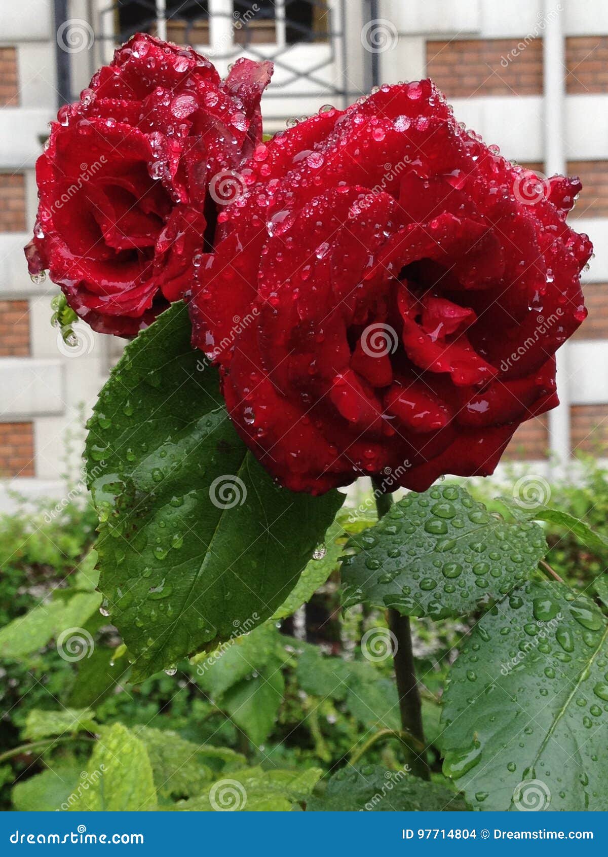 Pair of red roses stock photo. Image of pair, nature - 97714804