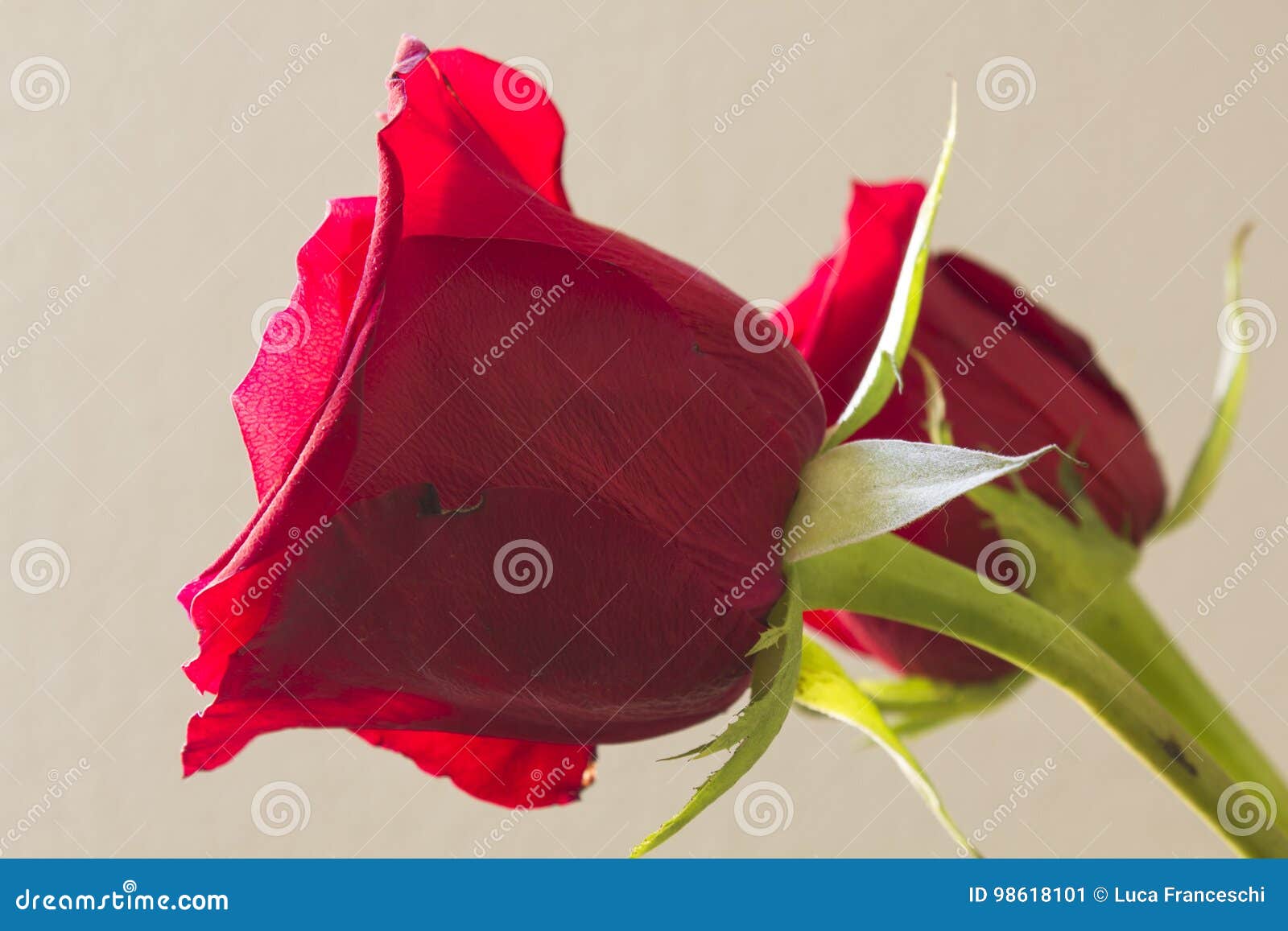 Pair of red roses stock image. Image of birthday, closeup - 98618101
