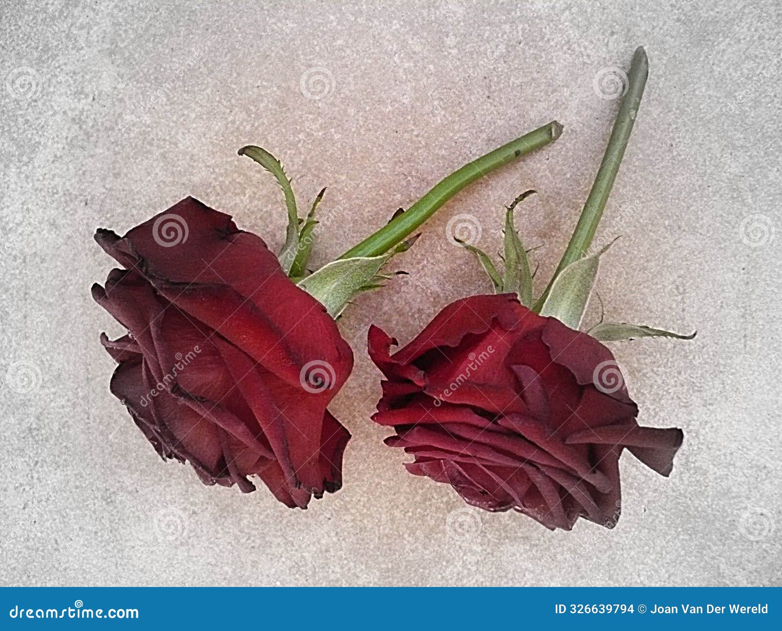 A Pair of Red Roses on a Light Background Stock Photo - Image of life ...