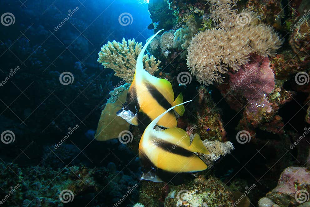 Pair of Red Sea Bannerfish stock image. Image of pair - 10990219