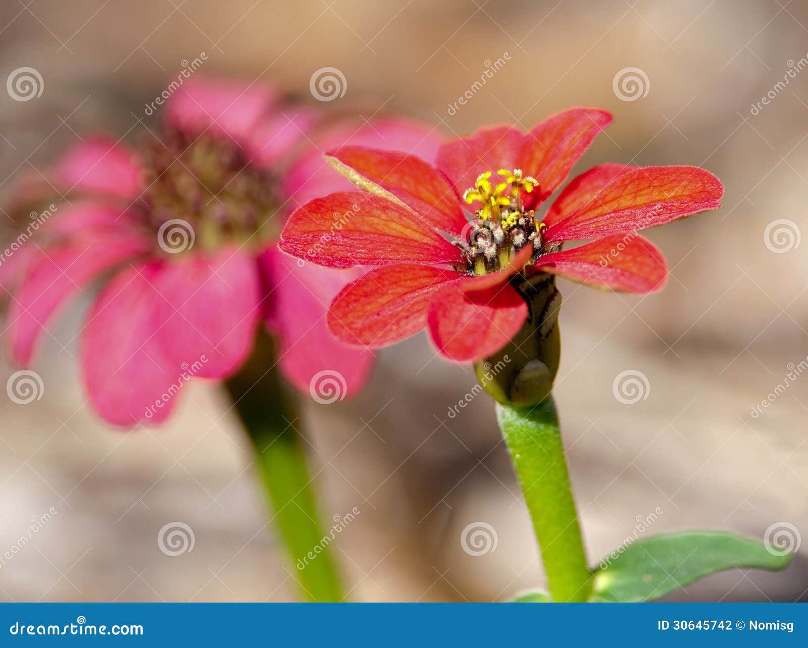 Pair red veld flowers stock photo. Image of flower, yellow - 30645742