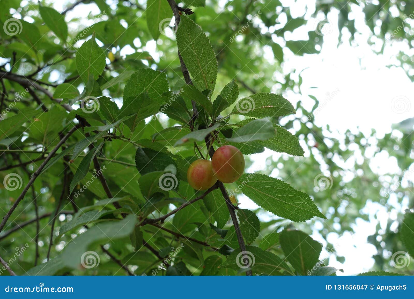 Pair of Reddish Yellow Mirabelles in the Leafage Stock Image - Image of ...