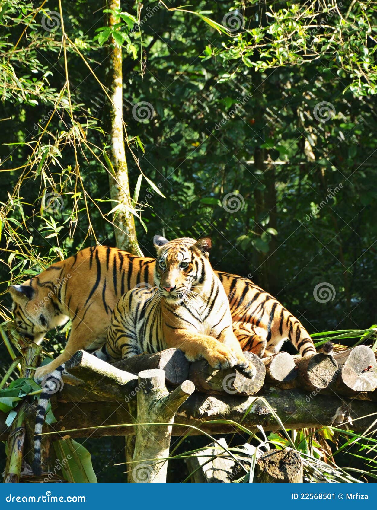 Pair of reposed stock image. Image of close, expression - 22568501