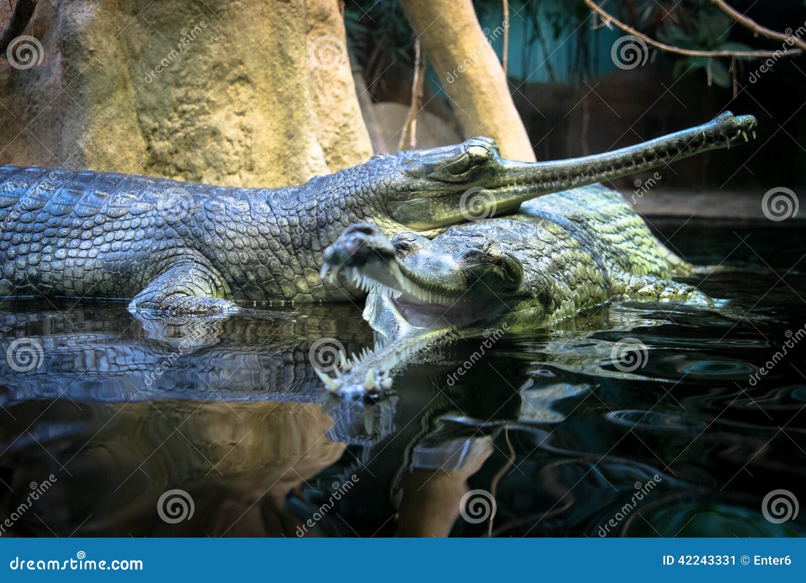 Pair of Resting Gharials in Water Stock Image - Image of aquatic ...