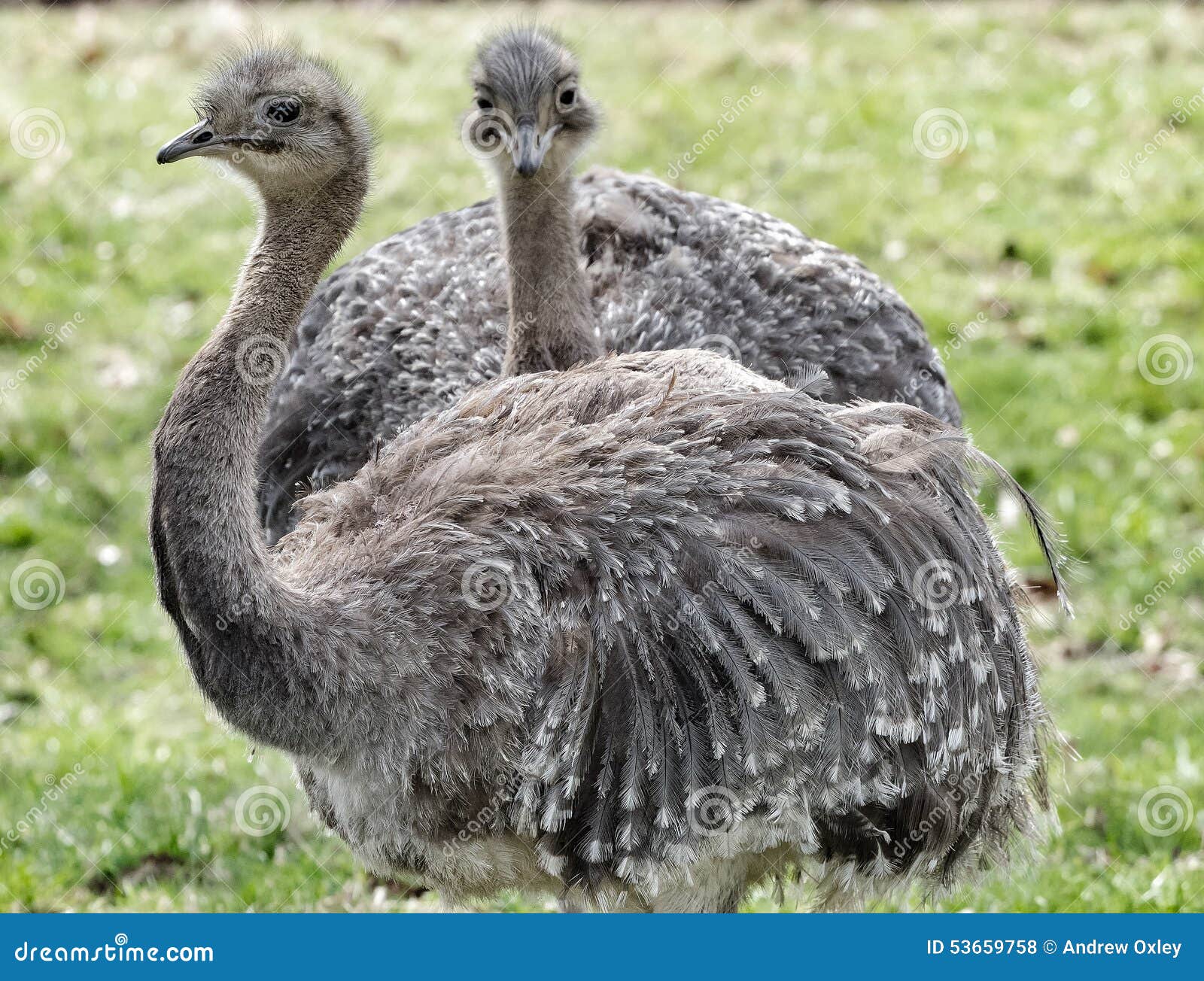 Pair of Rhea birds stock photo. Image of wings, common - 53659758