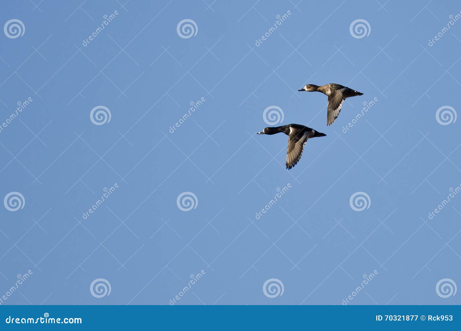 Pair of Ring-Necked Ducks Flying in a Blue Sky Stock Image - Image of ...