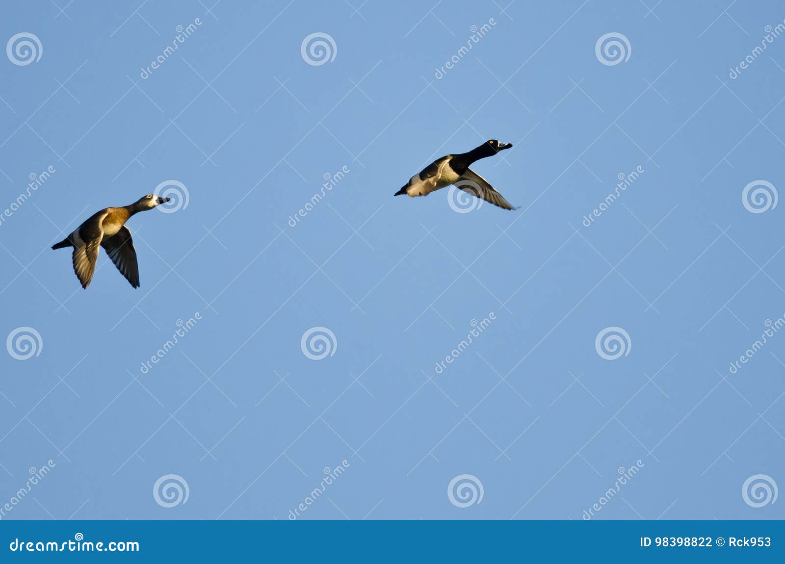 Pair of Ring-Necked Ducks Flying in a Blue Sky Stock Photo - Image of ...