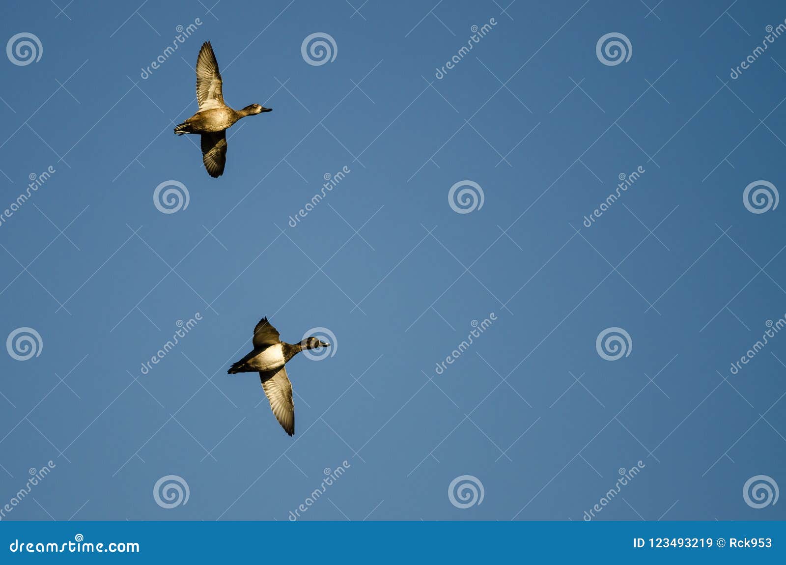 Pair of Ring-Necked Ducks Flying in a Blue Sky Stock Image - Image of ...