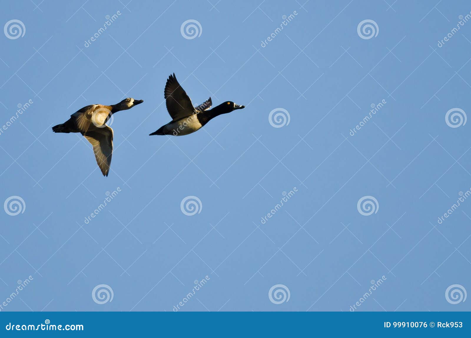 Pair of Ring-Necked Ducks Flying in a Blue Sky Stock Photo - Image of ...