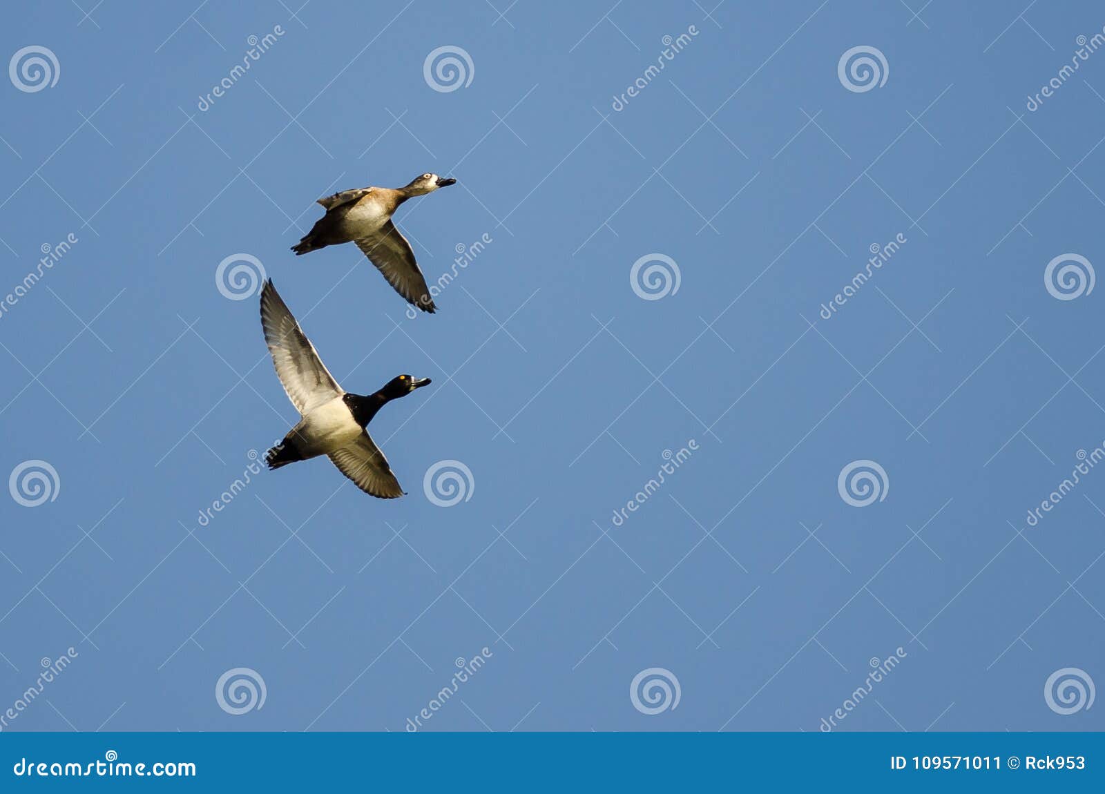 Pair of Ring-Necked Ducks Flying in a Blue Sky Stock Image - Image of ...