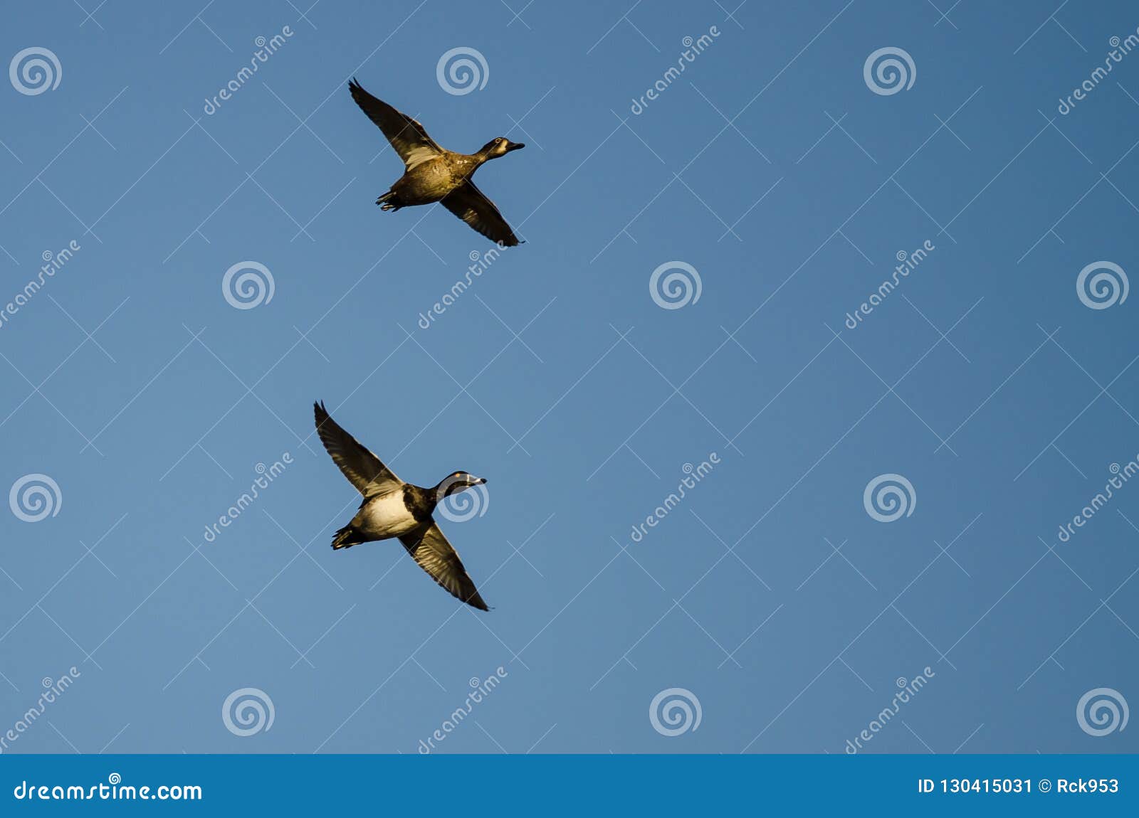 Pair of Ring-Necked Ducks Flying in a Blue Sky Stock Image - Image of ...