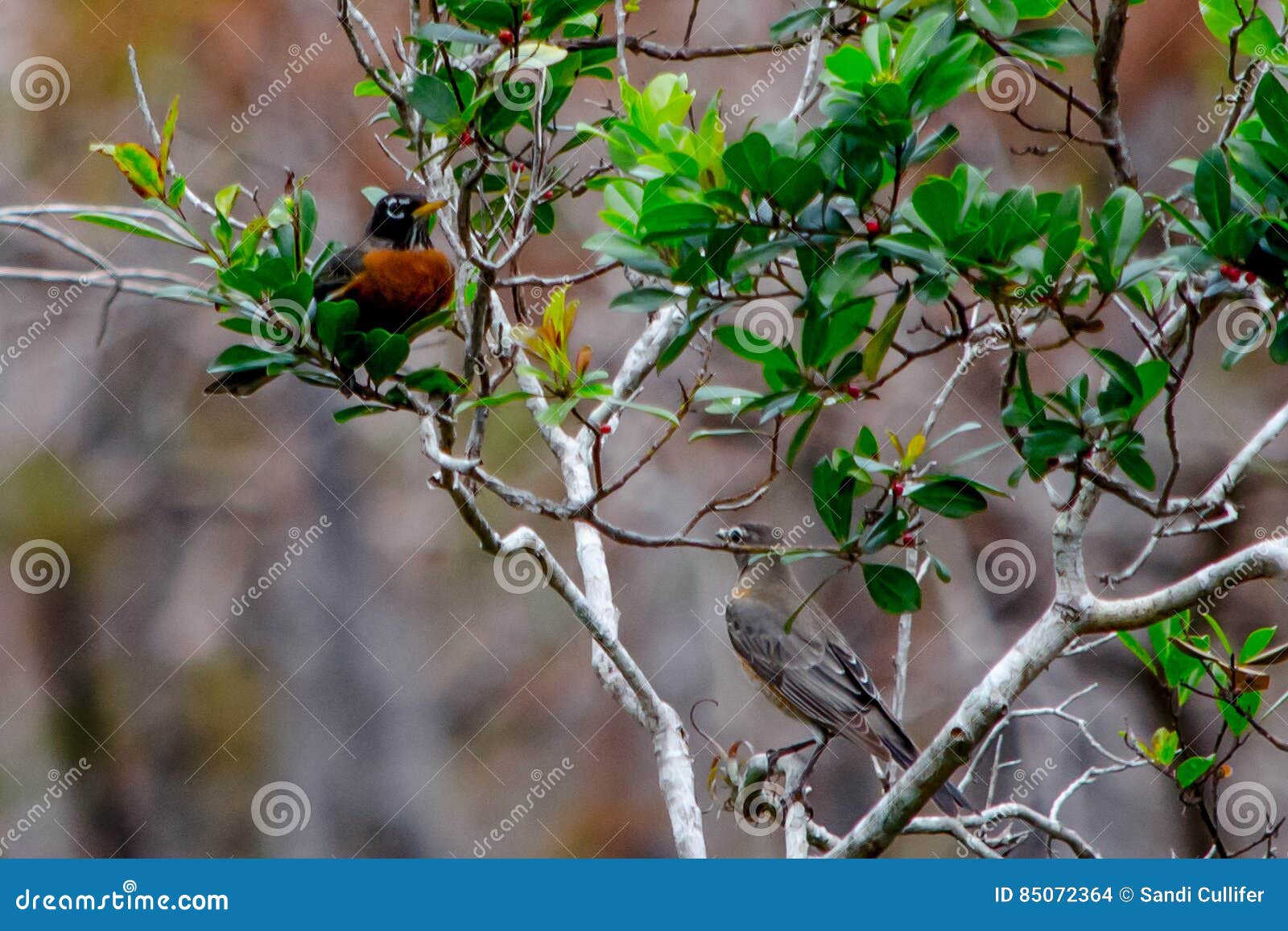 Pair of Robins Together on a Florida Vacation Stock Photo - Image of ...