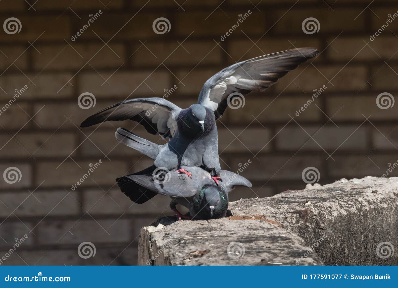 Pair of Rock Dove mating stock image. Image of environment - 177591077